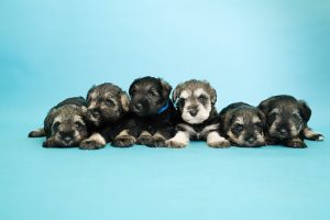 Upcoming litters - Rainbow Paws